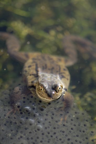 Common Frog Rana Temporaria Frogspawn Pond Editorial Stock Photo - Stock Image | Shutterstock
