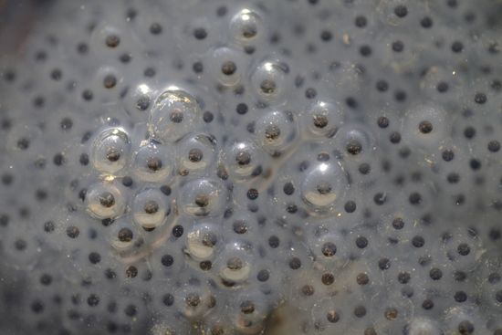Frogspawn Common Frog Rana Temporaria Pond Editorial Stock Photo - Stock Image | Shutterstock