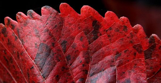 Deep Red Leaves Seen On Tropical Editorial Stock Photo - Stock Image ...