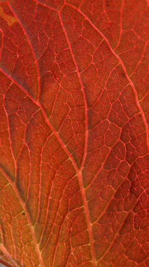 Deep Red Leaves Seen On Tropical Editorial Stock Photo - Stock Image ...