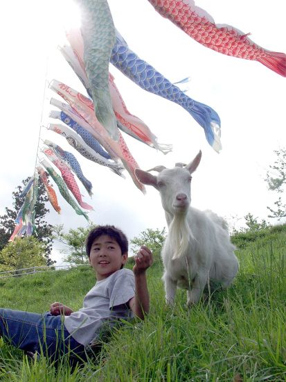 Japanese Boy Plays Goat Unseasonally Warm Editorial Stock Photo - Stock ...