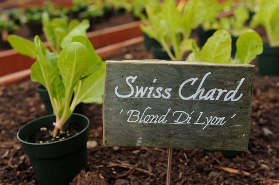Sign Identifies Swiss Chard Blond Di Editorial Stock Photo - Stock ...