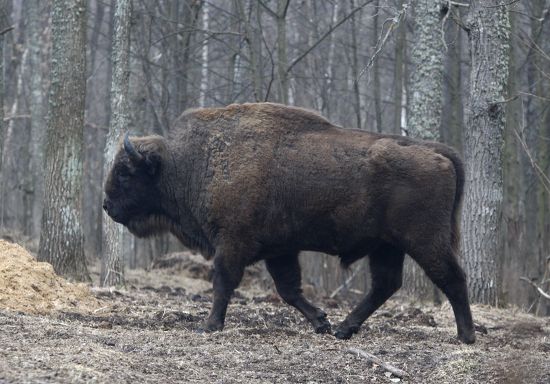 Bison Seen State Radiation Ecology Reserve Editorial Stock Photo ...