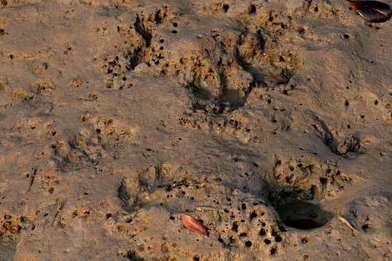 Royal Bengal Tiger Tracks Seen On Editorial Stock Photo - Stock Image ...