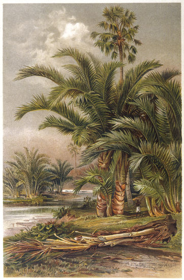 Sago Palm Southern Asia Metroxylon Species Editorial Stock Photo ...