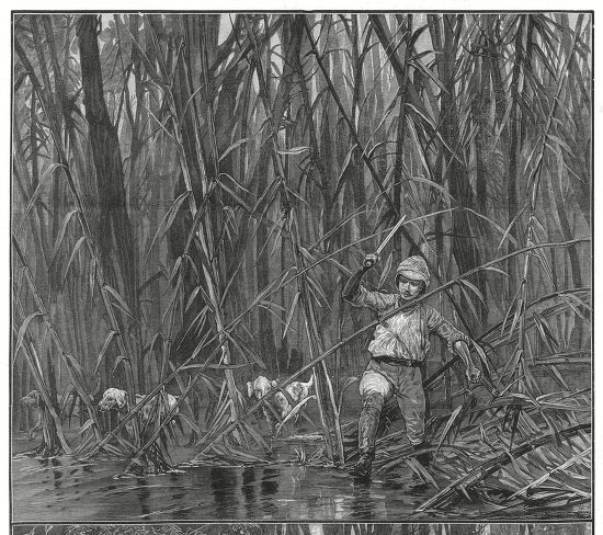Explorer Hacking His Way Through Bamboo Editorial Stock Photo - Stock ...