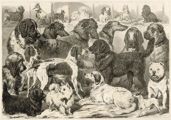 Prize Dogs Birmingham Dog Show 1869 Editorial Stock Photo - Stock Image ...