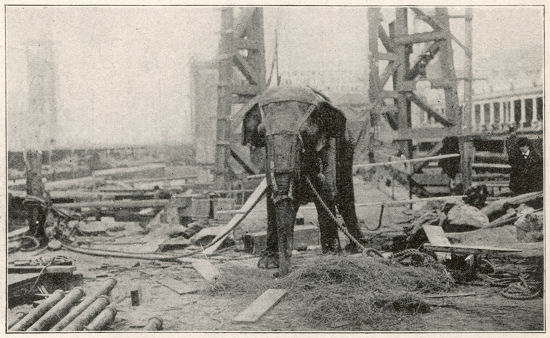Topsy Elephant Electrocuted America Topsy Domesticated Editorial Stock ...