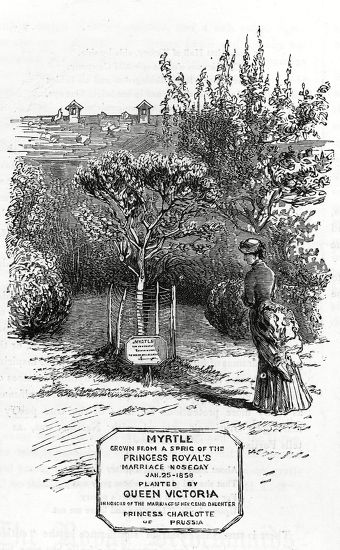 Myrtle Grown Sprig Princess Royals Marriage Editorial Stock Photo ...