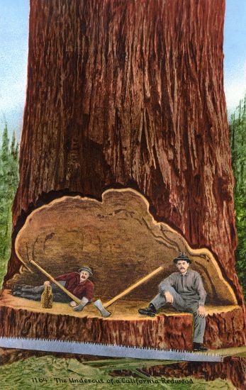 Immense Undercut Required Felling Californian Giant Editorial Stock ...