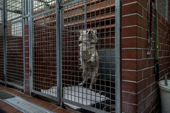 Unnamed Dog Jumps Behind Bars Animal Editorial Stock Photo - Stock ...