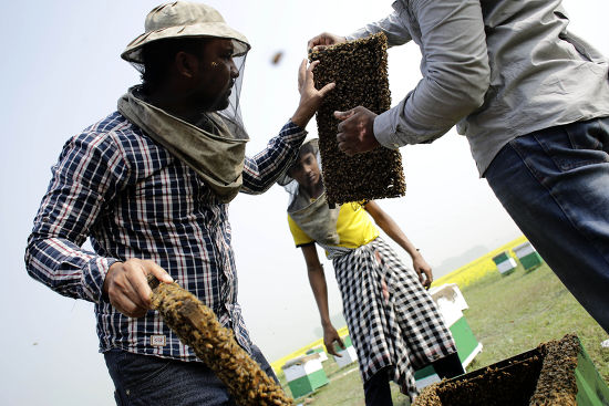 Workers Moti Sons Honey Farm Examine Editorial Stock Photo - Stock ...