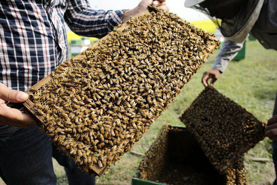 Workers Moti Sons Honey Farm Examine Editorial Stock Photo - Stock ...