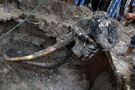 Decomposed Skull Sri Lankan Elephant Fully Editorial Stock Photo ...