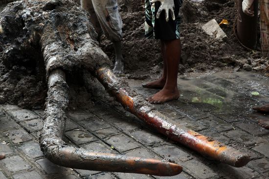 Workers Remove Tusks Exhumed Skull Sri Editorial Stock Photo - Stock ...