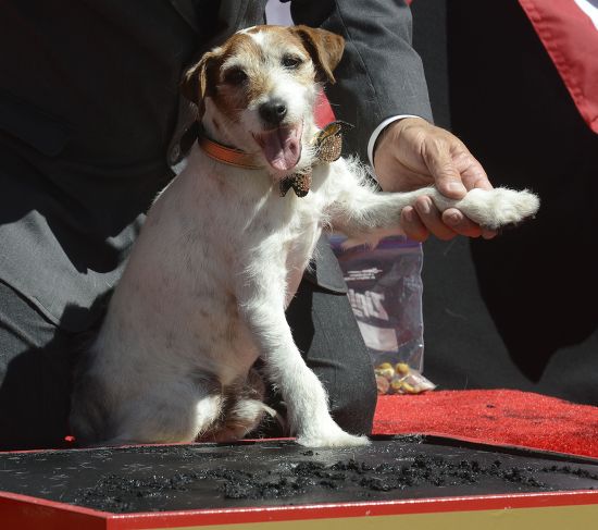 Uggie Dog Has His Paw Placed Editorial Stock Photo - Stock Image ...