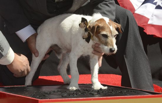 Uggie Dog Helped Place His Paws Editorial Stock Photo - Stock Image ...