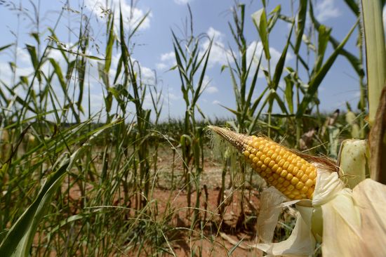 Ear Drought Stressed Corn Beyond Reach Editorial Stock Photo - Stock ...