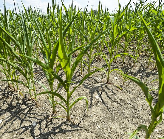 Drought Stunted Corn Tries Grow Parched Editorial Stock Photo - Stock ...