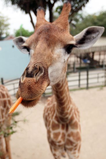 Giraffe Eats Carrot Bao Son Paradise Editorial Stock Photo - Stock ...