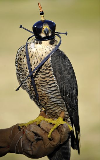 Hooded Peregrine Falcon Seen During Demonstration Editorial Stock Photo ...