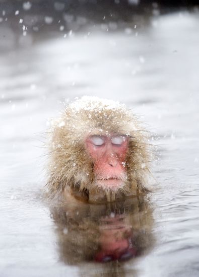 Subzero Temperatures Japanese Macaque Monkey Soaks Editorial Stock ...