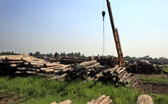 Workers Lift Teak Logs Crane Timber Editorial Stock Photo - Stock Image ...
