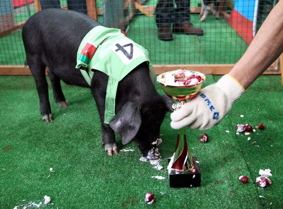 Winner Piglet Race Competition Gets Main Editorial Stock Photo - Stock ...