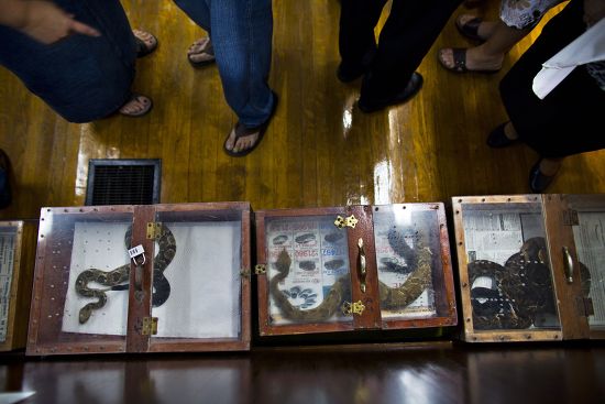 0422 Snake Boxes Containing Highly Venomous Editorial Stock Photo ...