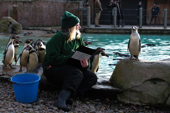 Zookeeper Suzi Hyde Counts Penguins Editorial Stock Photo - Stock Image ...