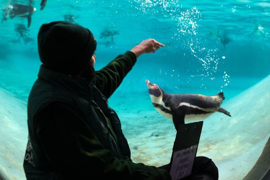 Zookeeper Suzi Hyde Counts Penguins Editorial Stock Photo - Stock Image ...