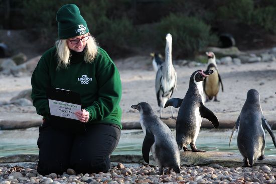Zookeeper Suzi Hyde Counts Penguins Editorial Stock Photo - Stock Image ...