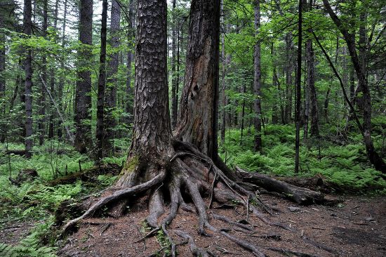 Picture Shows Many Trees Dell Forest Editorial Stock Photo - Stock ...