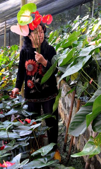 Mizo Farmer Picks Anthurium Flowers Her Editorial Stock Photo - Stock ...