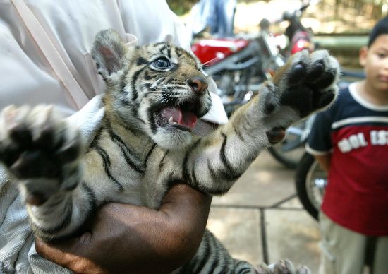 Boy Looks Baby Sumatran Tiger Kushi Editorial Stock Photo - Stock Image ...