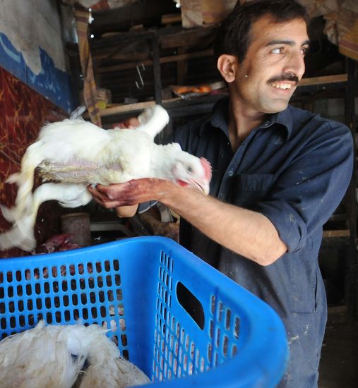 Worker Sells Broiler Chicken Shop Which - Foto de stock de contenido ...