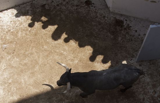 Fighting Bull Miura Ranch Passes Into Editorial Stock Photo - Stock ...
