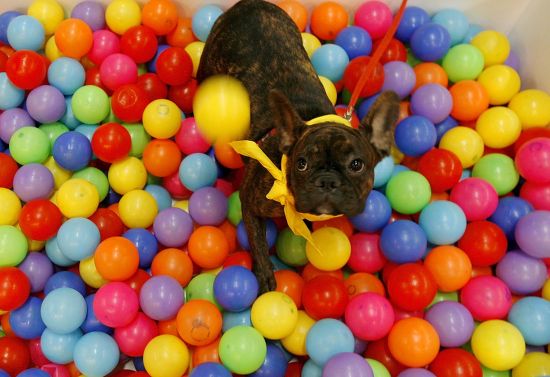 Nuinn French Bulldog Plays Coloured Balls Editorial Stock Photo - Stock ...