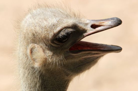 Ostrich Mouth Open Distinctive Ear Visible Editorial Stock Photo ...