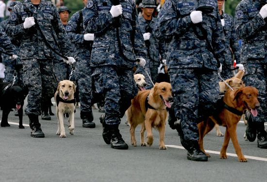 K9 Bomb Sniffing Dogs Join Parade Editorial Stock Photo - Stock Image ...
