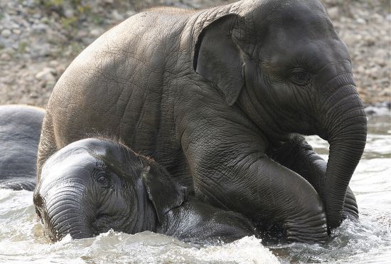 Toddler Elephants Take Bath Play Dunking Editorial Stock Photo - Stock ...