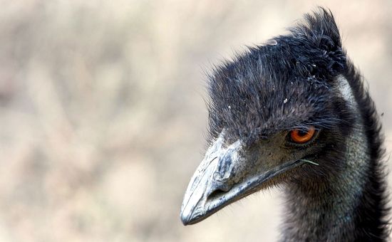 Emu Large Flightless Australian Bird Zoo Editorial Stock Photo - Stock ...