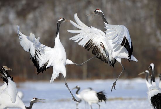 Japanese Redcrowned Cranes Fight Territory Kushiro Editorial Stock ...
