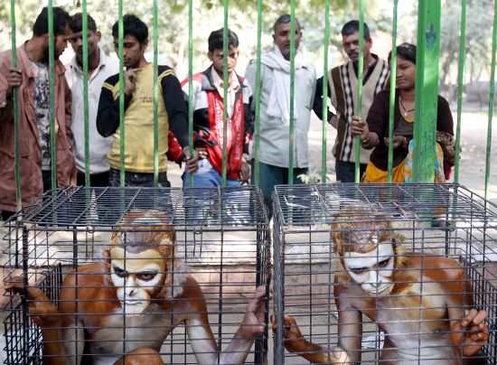 People Ethical Treatment Animals Peta Activists Editorial Stock Photo ...