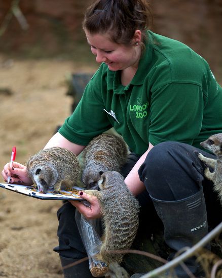 London Zoo Staff Poses Meerkats During Editorial Stock Photo - Stock ...