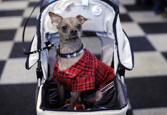Mugly Chinese Crested Dog Winner Worlds Editorial Stock Photo - Stock ...