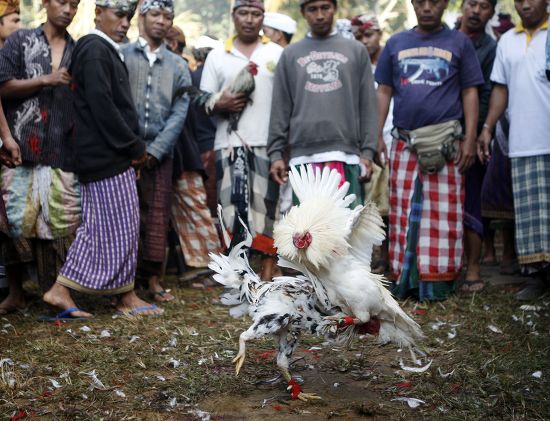 Balinese Men Watch Gamecocks Fighting During Editorial Stock Photo ...
