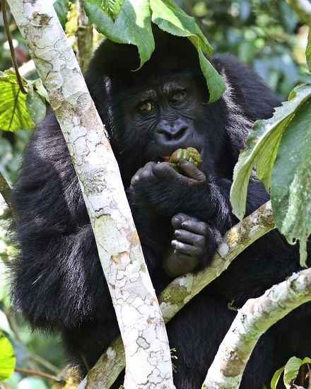 Mountain Gorilla Feeds On Fruits Tree Editorial Stock Photo - Stock ...