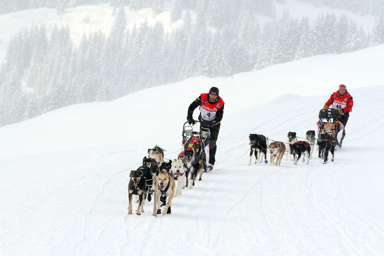 Mushers Their Sled Dogs Compete La Editorial Stock Photo - Stock Image ...