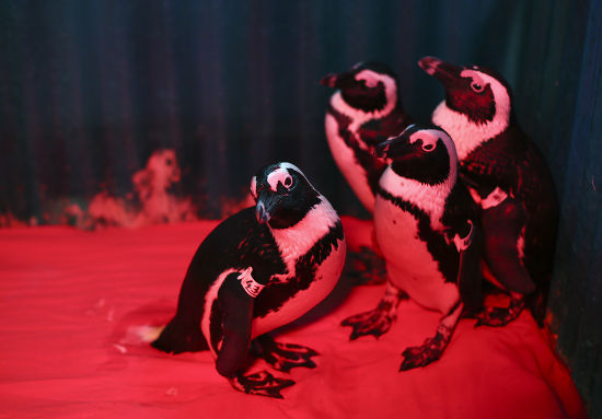 Oiled African Penguins Dry Under Infrared Editorial Stock Photo - Stock ...